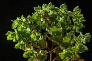 Amazon.com : Radium Weed/Euphorbia Peplus/Petty Spurge Seeds 50+ Seeds ...