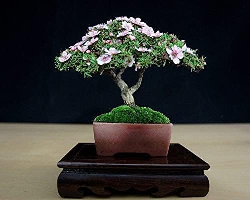 Manuka Tea Tree Seeds, Beautiful Ideal Bonsai Trees for Home Garden ...