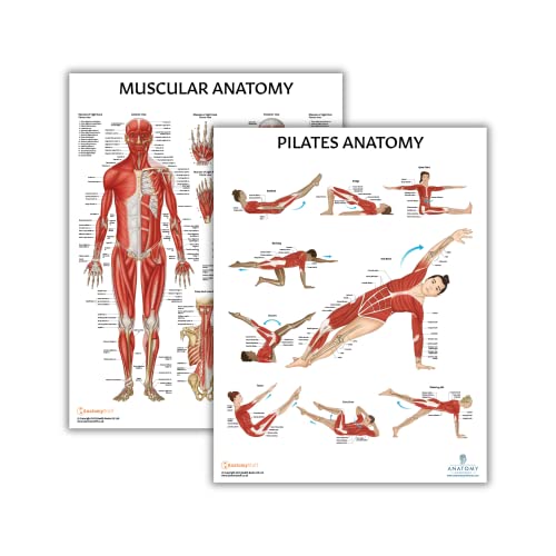 Anatomy Lab 2 PACK Pilates and Muscular Anatomy Poster Set, LAMINATED ...