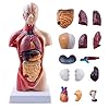 10.5inch Medical Torso Human Body Model Anatomy Doll 15 Removable Parts ...