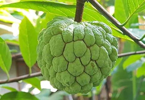SHOP 360 GARDEN Annona squamosa, Custard Apple, Sitafal, Sugar apple ...