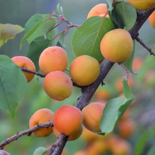 CHUXAY GARDEN Manchurian Apricot Seed 100 Seeds Prunus Mandshurica ...