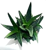 Aloe black gem - How to grow & care