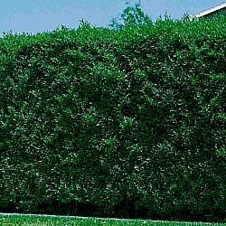 Amazon.com : Chinese Elm Hedge : Shrub Plants : Garden & Outdoor