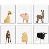 Amazon.com: Crystal Canvas Baby Safari Animals Poster Prints - Set of 6 ...