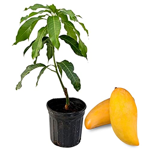 Local US, Grafted Mango Ñam Doc Mai Fruit Tree, NAM Dok Mai Tropical ...