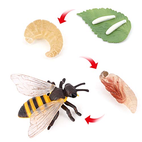 Hvogvok Bee Growth Cycle Set, Lifelike Animal Figures, Educational Kids ...