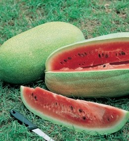 Sementi ANGURIA GIALLA e MELONE GIALLO CANARIO Piccola Guida ...