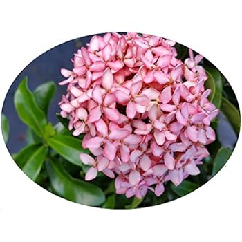 Amazon.com : NORA GRANT Tropical Ixora Live Plant Plant Bright Pink ...