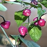 Cheiro Roxa: Brazilian Beauty - PepperScale