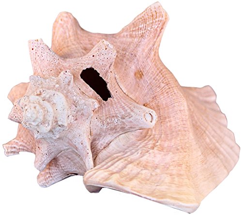 Shore Decor: Pink Bahama Queen Conch Shell - 9-10 Inch Conch Shell All ...