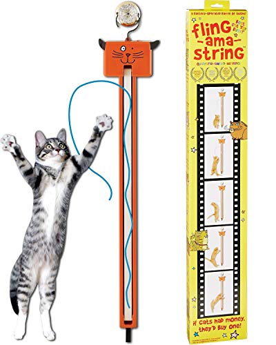 Super Fun Cat Toys | What Cats Need