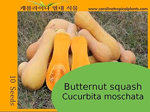 Butternut squash (Cucurbita moschata) Semi - 10 Semi price in Saudi ...