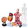Wadoy Human Anatomy Models Bundle Set, Brain, Human Torso Body, Heart ...