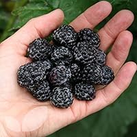 Amazon.com : 1 Jewel - Black Raspberry Plant - Everbearing - All ...