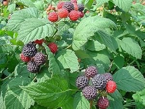Privick Mill Nursery / Whitebark Raspberry / Rubus Leucodermis / 25 ...