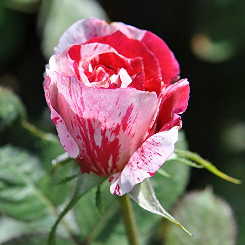 Own-Root One Gallon Scentimental™ Shrub Rose by Heirloom Roses | Pricepulse