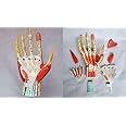 Amazon.com: Medical Anatomical Hand Skeleton Model with Ligaments ...
