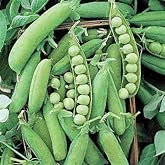 Amazon.com : 1920 Early Alaska Pea Seeds for Planting Heirloom Non GMO ...