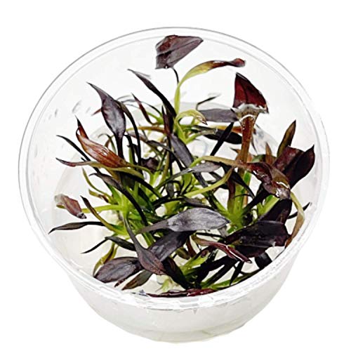 Echinodorus Aflame Purple Knight Red Amazon Sword Vitro Live Aquarium ...