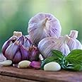 Amazon.com : Purple Garlic Bulbs for Planting Outdoors, Heirloom 0.5 Pound, 4-5 Jumbo Bulbs ...