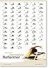 STOTT PILATES Wall Chart - Intermediate Reformer in Saudi Arabia ...