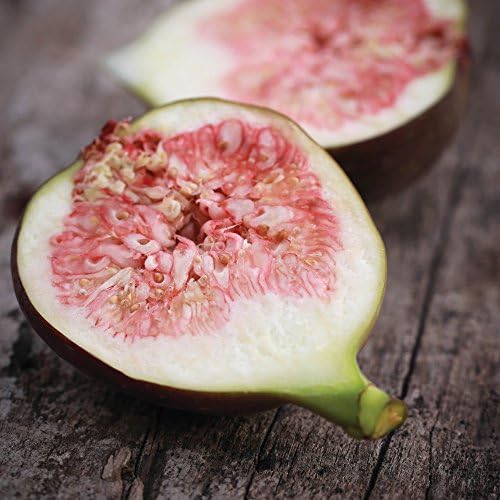 Fig Garden Hardy Fruit Trees Self-Fertile Plant, Produces High Yields ...