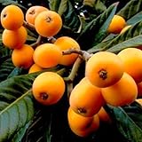 Amazon.com : Loquat Tree Live Plant, Live Loquat Tree, 2 to 3 Feet Tall ...