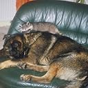 Hachiko - Eine wunderbare Freundschaft: Amazon.de: Joan Allen, Sarah ...