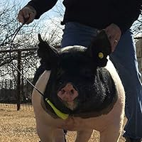 Amazon.com: Show Pig Whip - Purple - Purple & Gold: Handmade