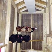 Amazon.com: SWEETER HEATER Safe Heater for Chicks, Coops, & Animals ...