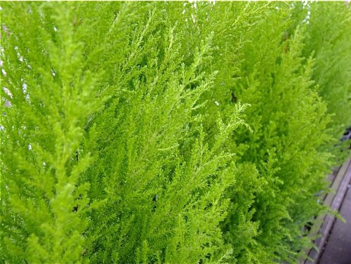 Cupressus Wilma Goldcrest Evergreen Conifer Tree. 40cm in height ...