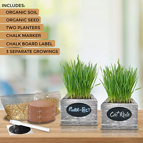 Organic Cat Grass Seeds Kit with 2 Square Planters & Soil Pucks, Seeds ...