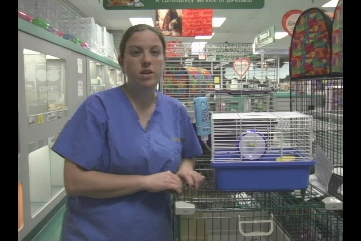 Watch Common Mouse Diseases for Pet Mice on Amazon Live