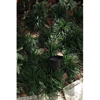 Amazon.com: New and Healthy DWARF MONDO GRASS 330 PIPS , EVERGREEN ...