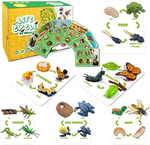 DQstar Life Cycle Figures of Frog, Chicken, Sea Turtle, Butterfly, Wasp ...