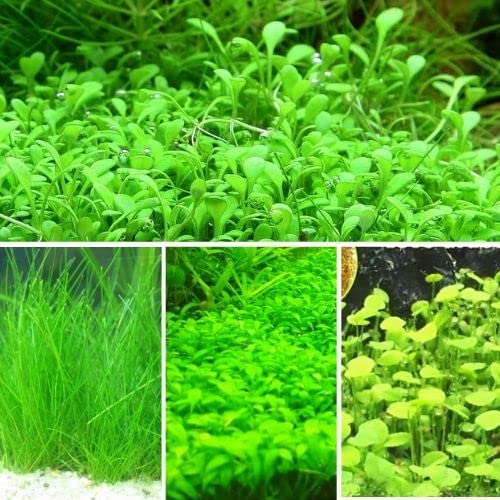 Aquarium Grass Plant Seeds – 4 Pack Aquarium Grass Seeds for Planting ...