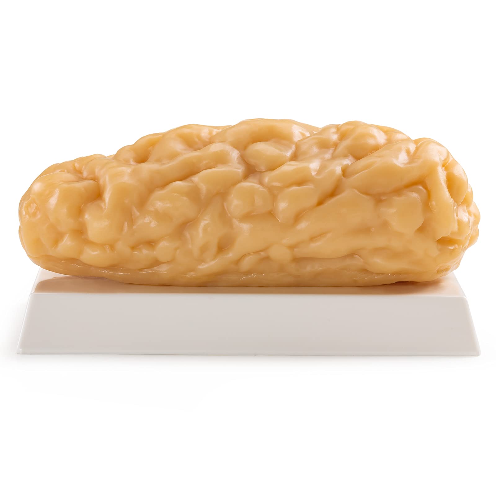 Mua Human Body Fat Model, 2.5 lbs Fat Replica, Anatomical Model for ...