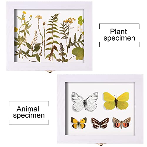 Insect Display Case Box Collection Box With Clear Top, EVA Foam Pinning ...