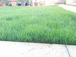 Canada Green Grass Seed, 500 Grams: Amazon.co.uk: Garden & Outdoors