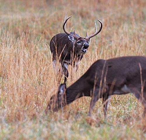 Outdoor Hunting Lab Doe in Estrus Heat Synthetic Urine - Deer ...