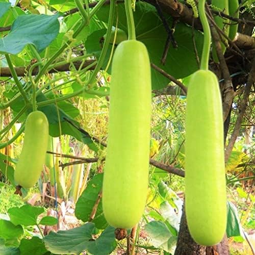 Bottle Gourd Seeds - 10+ Count Packet - for 2024 Lauki Dudhi Calabash ...