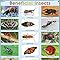 Buy Beneficial Insects Chart Book Online at Low Prices in India ...