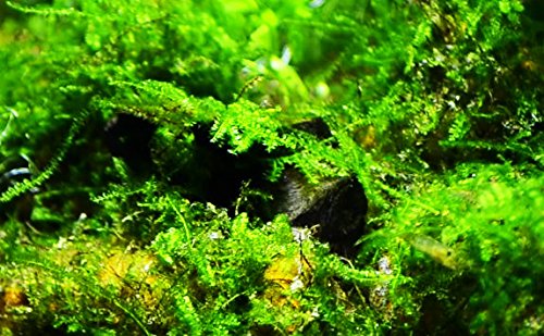 Greenpro Java Moss Live Freshwater Aquarium Plants Easy Ready to Grow ...