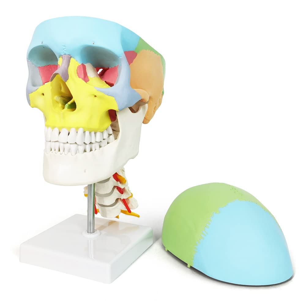 Anatomy Exploded Skull Model,Human Medical Skull Model Dental ...
