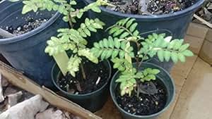 Amazon.com : Sansho Japanese Pepper 30 seeds from Japan : Garden & Outdoor