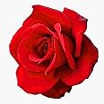 Amazon.com - Red Rose Vinyl Waterproof Sticker Decal Car Laptop Wall ...