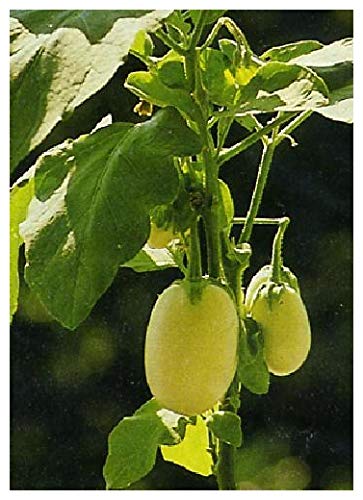 TROPICA - Eierbaum (Solanum melonga) - 20 Samen: Amazon.de: Garten