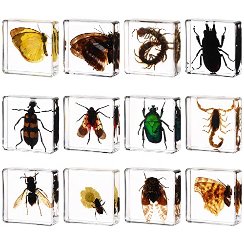 12 Real Insect Resin in Specimens Collection - Educational Toy for Kids ...