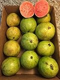 Red guava